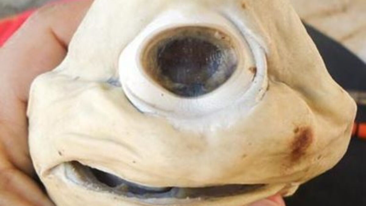 Un étrange requin cyclope découvert au Mexique