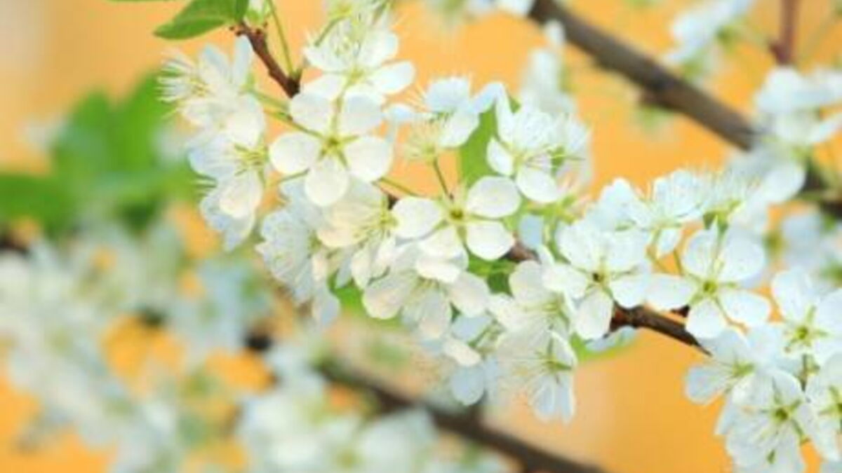 Déco : le come-back de la fleur artificielle