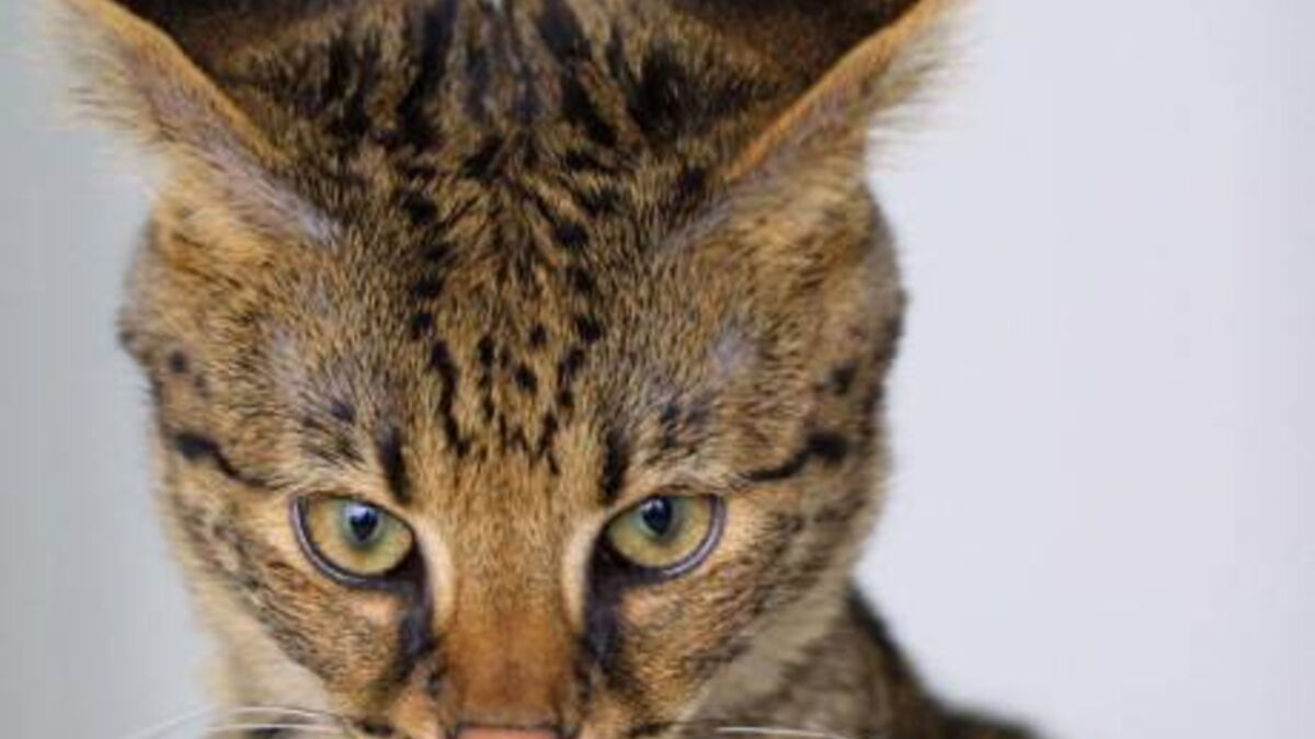 Du beefalo au zébroïde : six animaux hybrides étonnants, en photos