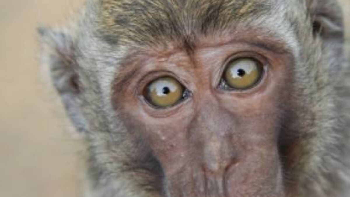 Les Singes Aimeraient Regarder La T l vision