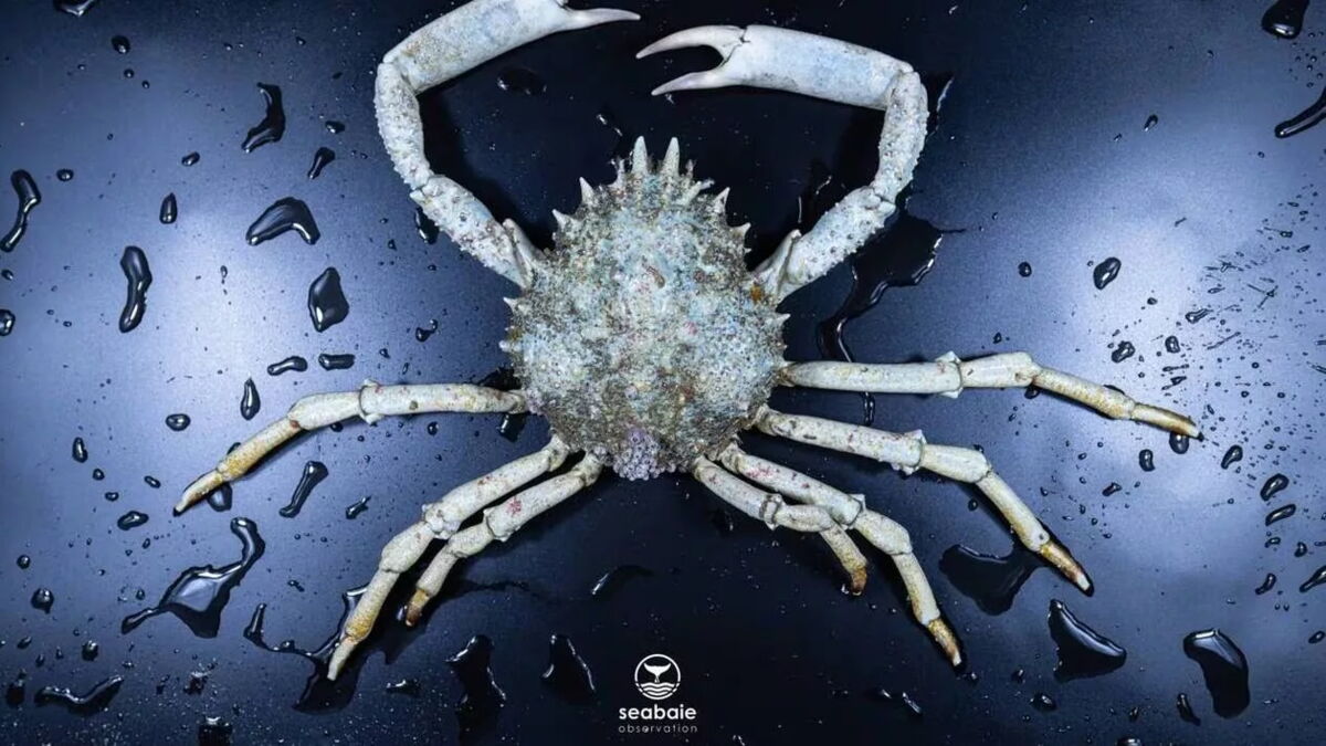 Une araignée de mer albinos rarissime pêchée au large de la Bretagne
