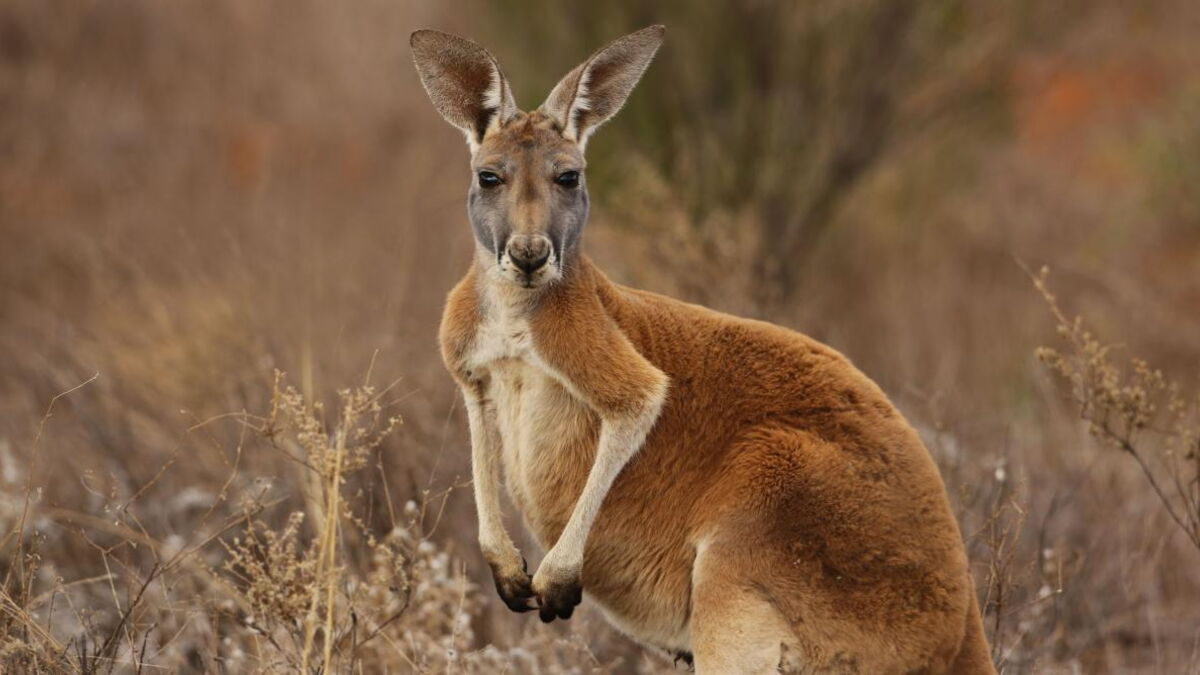 Kangourou : news, photos, vidéos