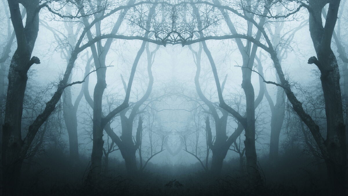 Canada : des cris étranges enregistrés en pleine forêt affolent la ...