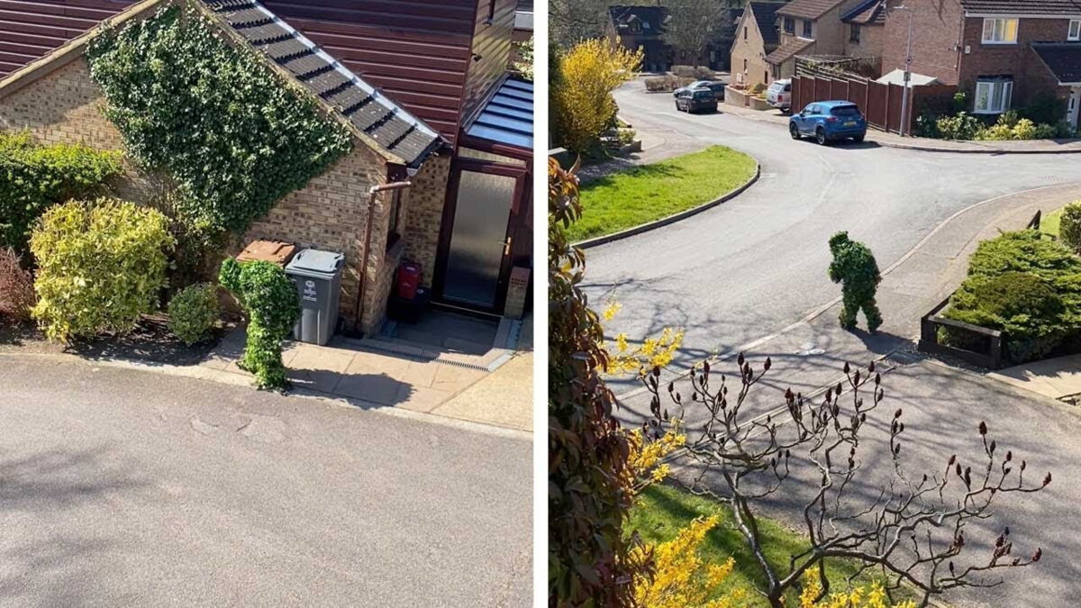 En Angleterre, un homme se déguise en buisson pour pouvoir sortir de ...
