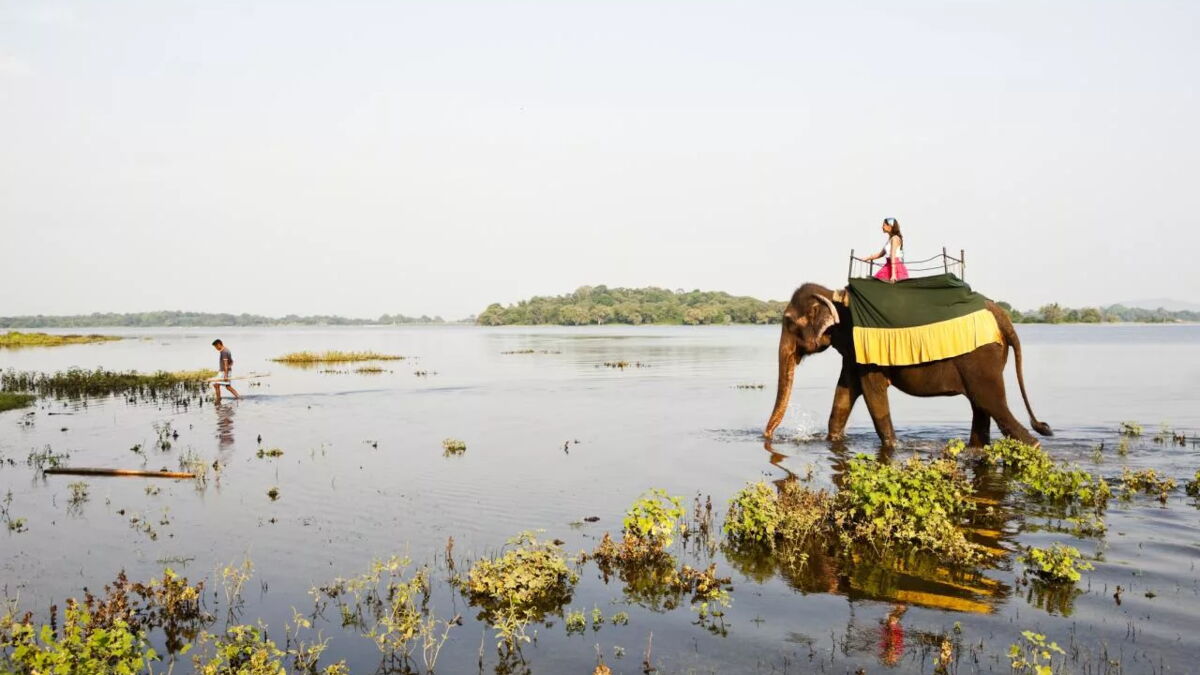 Sri Lanka : le pays adopte une mesure insolite pour protéger ses éléphants