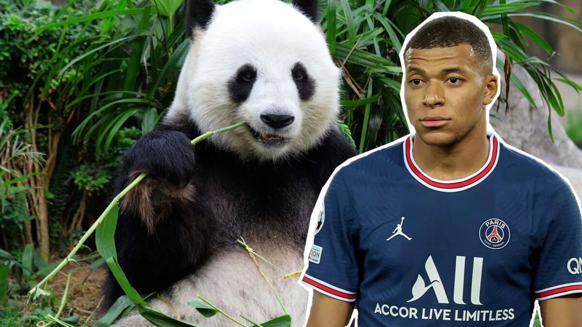 Mbappé parrain d'un panda au zoo de Beauval : pourquoi c'est une hérésie