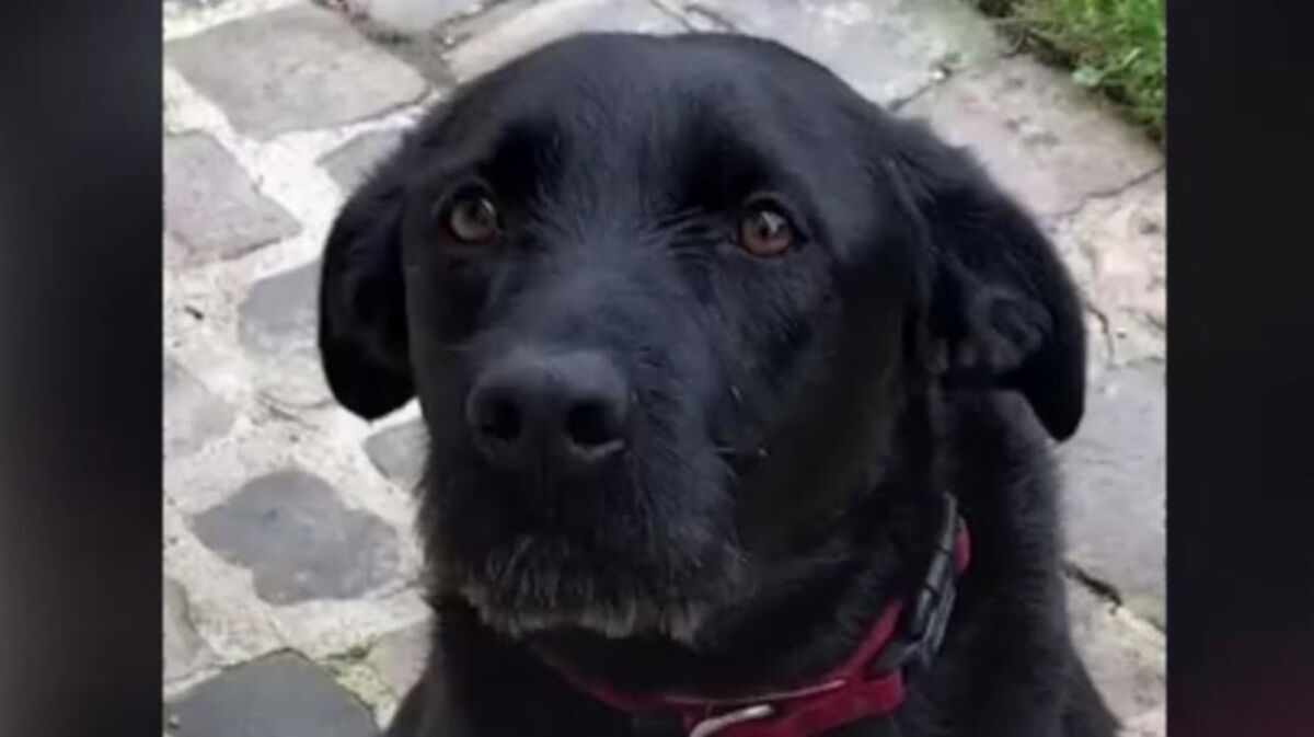 Emmanuel Macron : il publie une vidéo de son chien Nemo pour faire ...