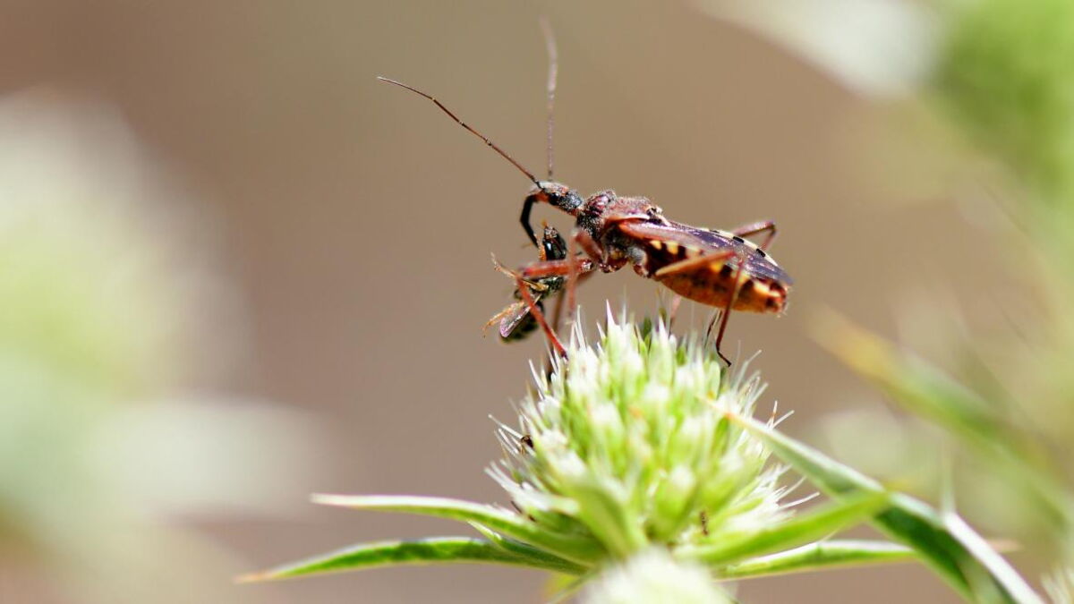 Insecte : news, photos, vidéos