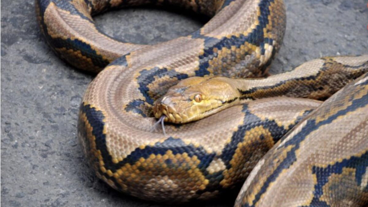 Python : news, photos, vidéos