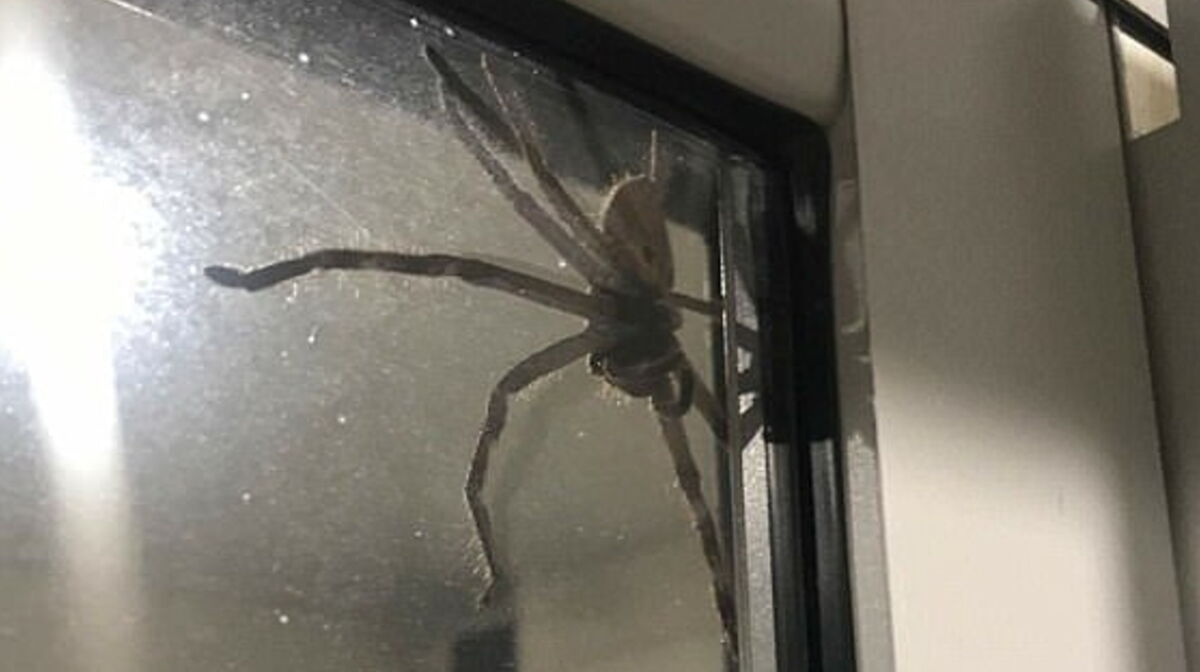Ein Pärchen trifft in Australien auf eine riesige Spinne