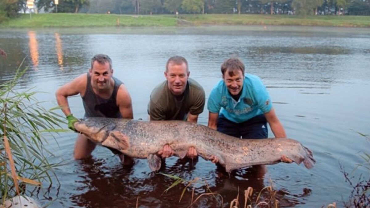 Sie fangen einen Riesenwels in der Ems