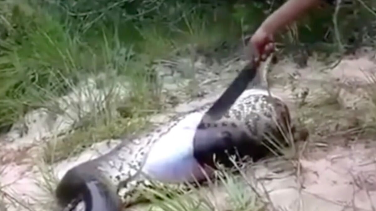 Sie schneiden eine Anakonda auf, die den Mund zu voll nahm