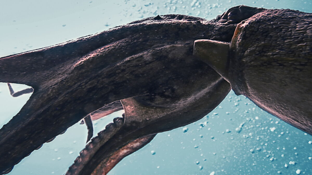 Wissenschaftlicher Erfolg: Die ersten Aufnahmen eines Riesenkalmars ...