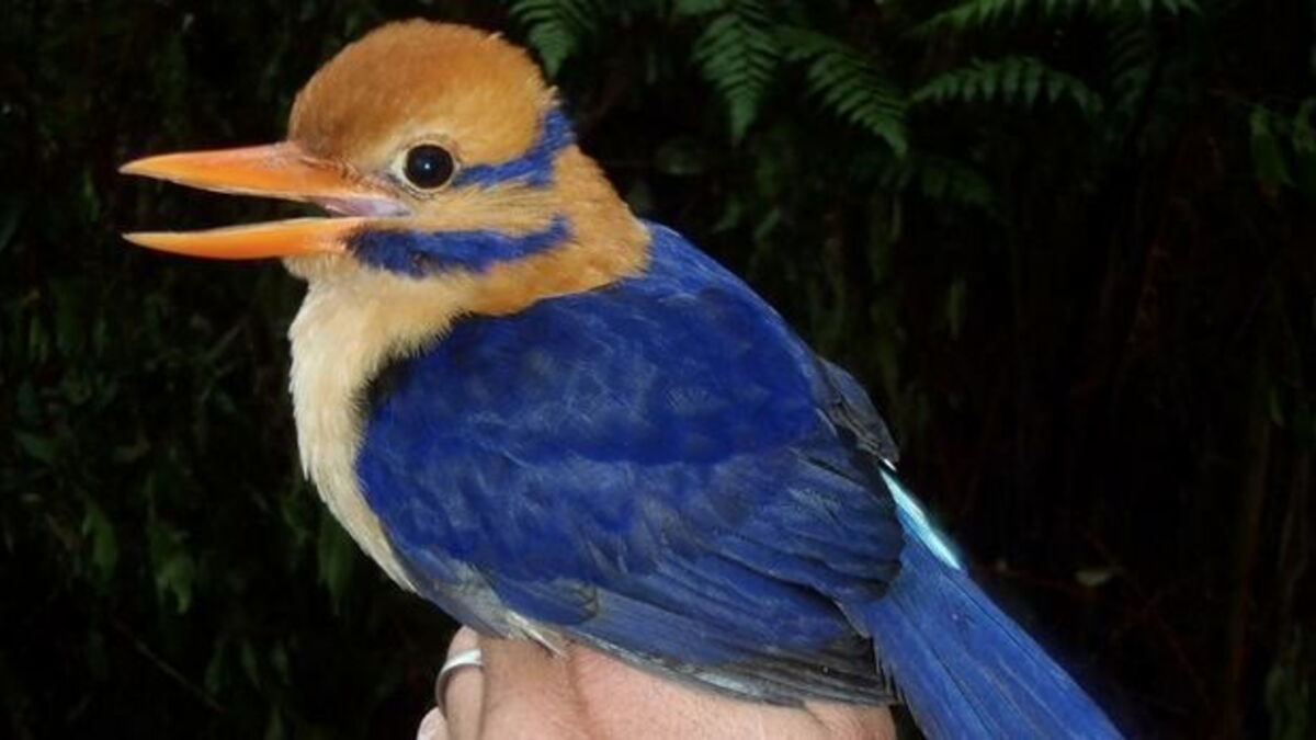 Endlich! Profis fotografieren erstmals diesen äußerst seltenen Vogel