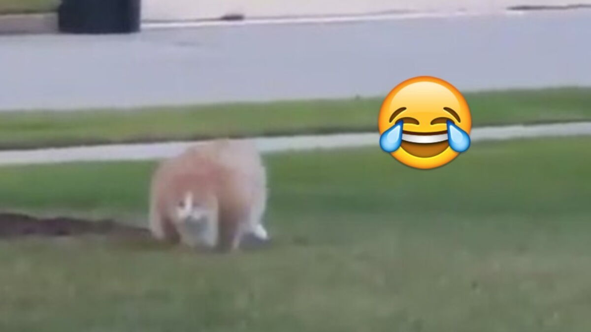 Wie diese Katze läuft sehr lustig, ist genial!