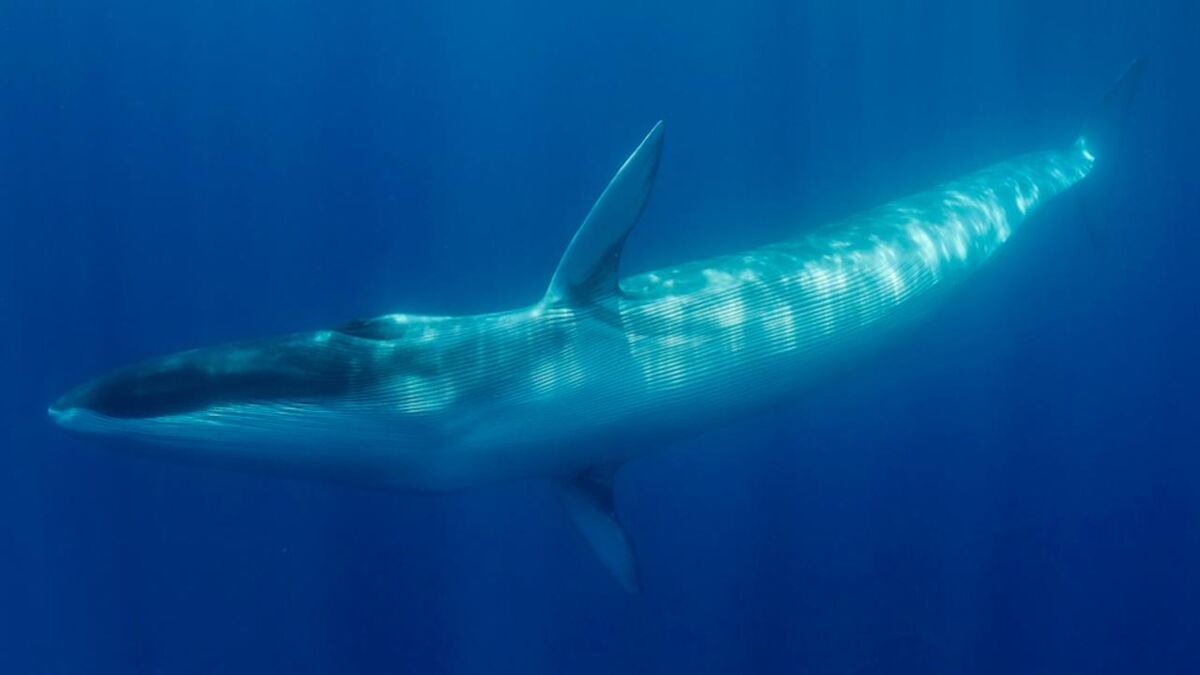 Eine neue Blauwalpopulation mit einzigartigem Gesang