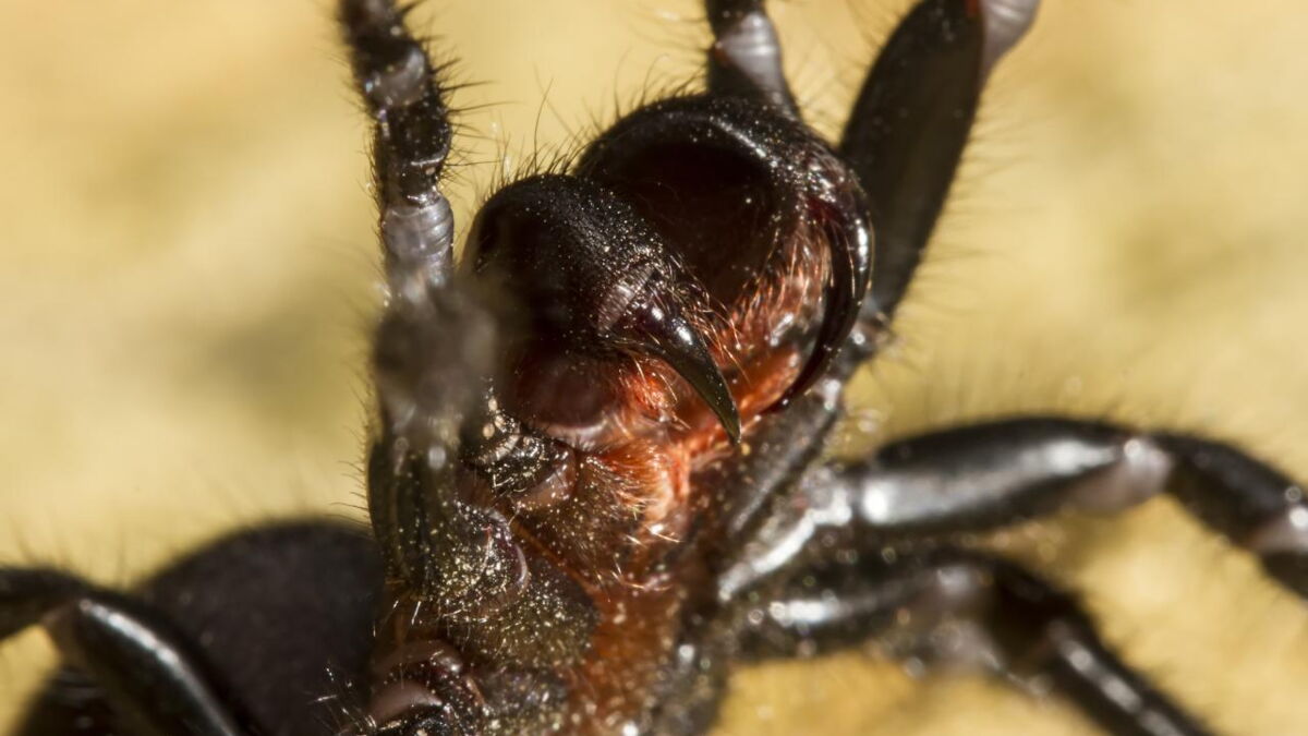 Wegen Überschwemmungen: Gefährliche Spinnen-Invasion in Australien (Video)