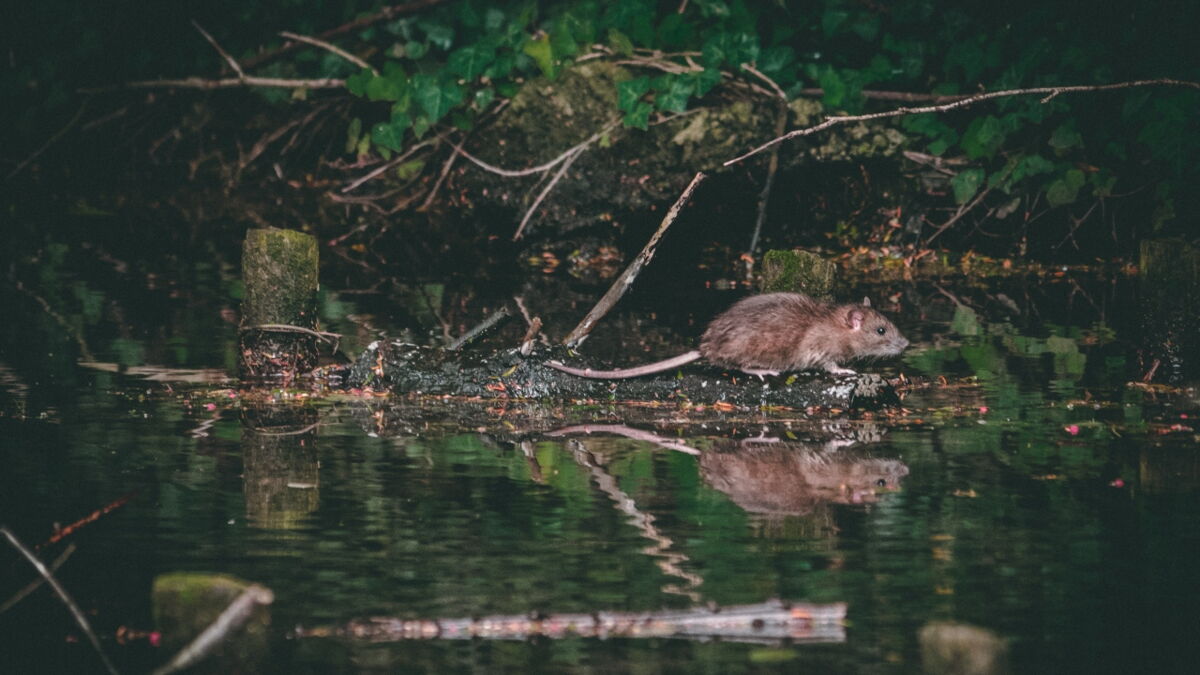 Omikron bei Ratten möglich: Werden sie zum Überträger wie bei der Pest?