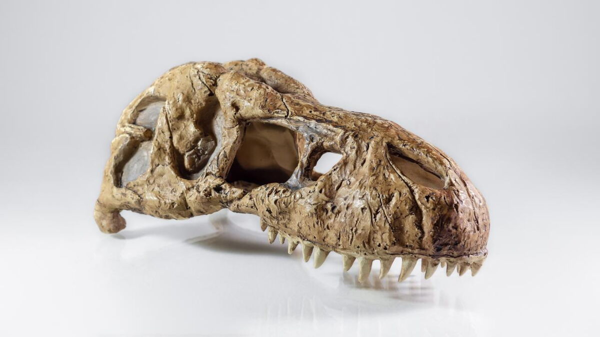 Und noch ein Dino: Fossil eines Zwergdinosauriers in Rumänien entdeckt