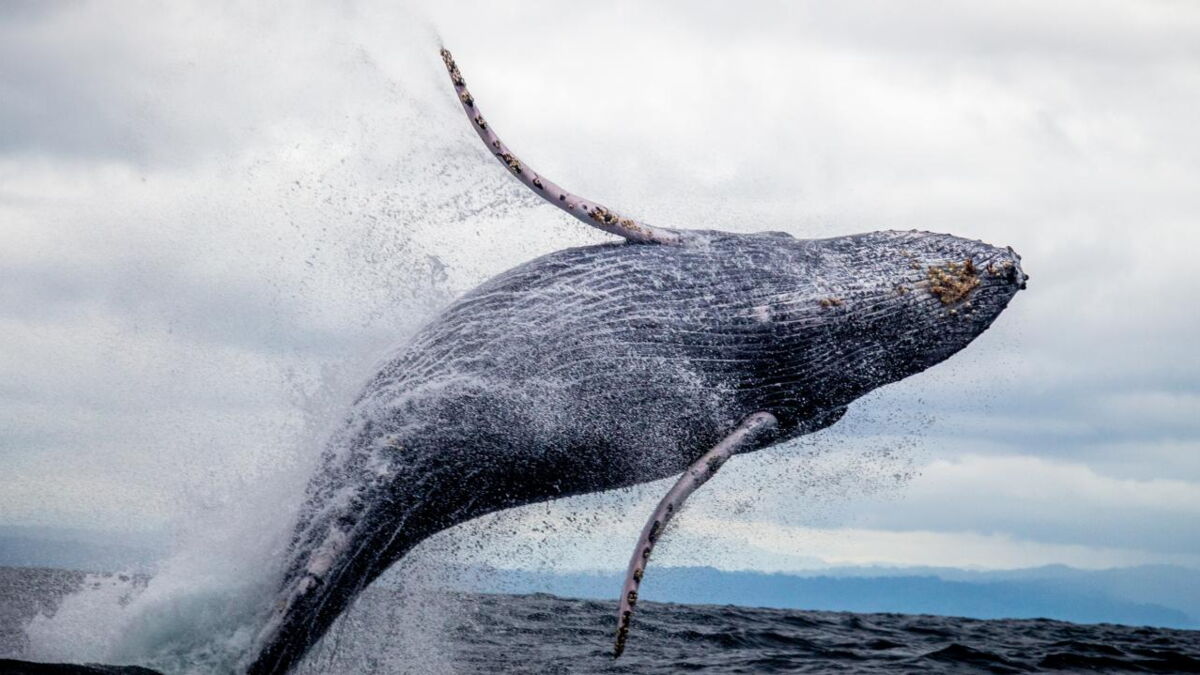 Unglaublich: 34 Millionen Jahre alter Wal-Schädel in den USA entdeckt