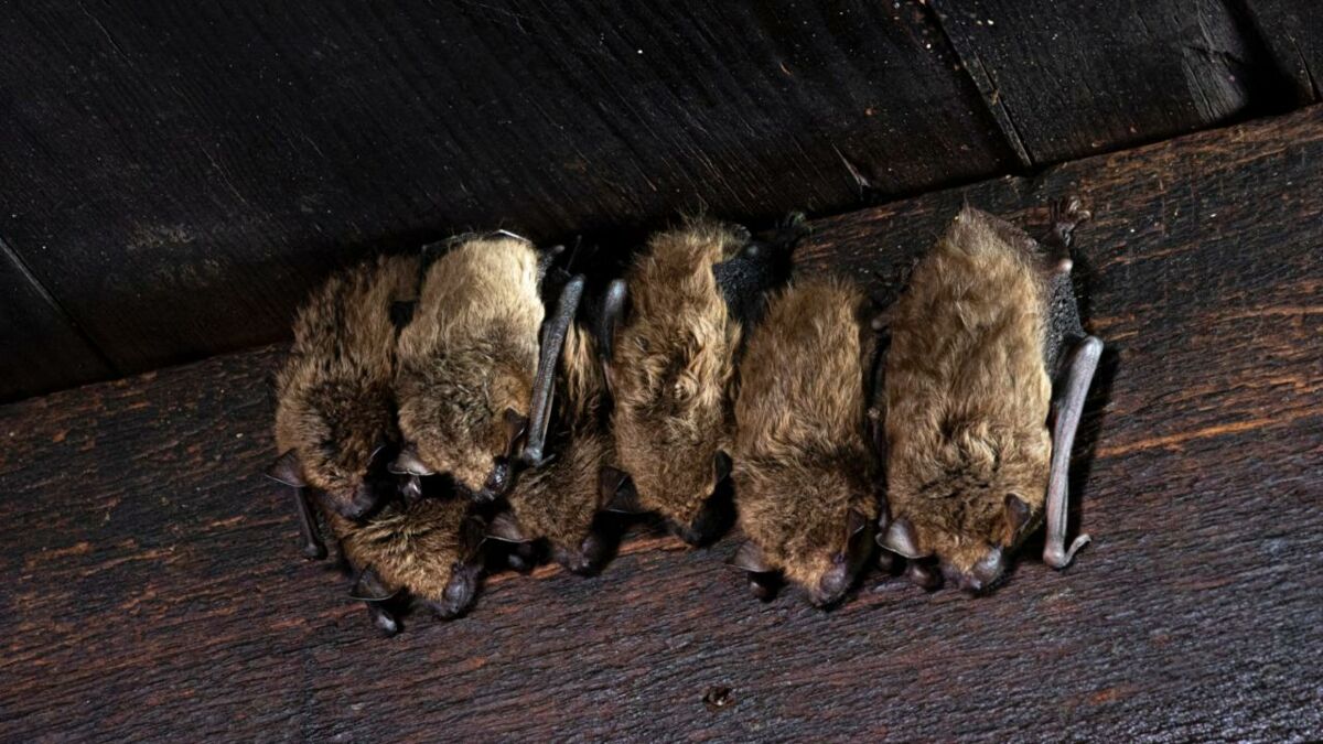 Jagd auf Fledermäuse: So wollen Jagd auf Fledermäuse: So wollen