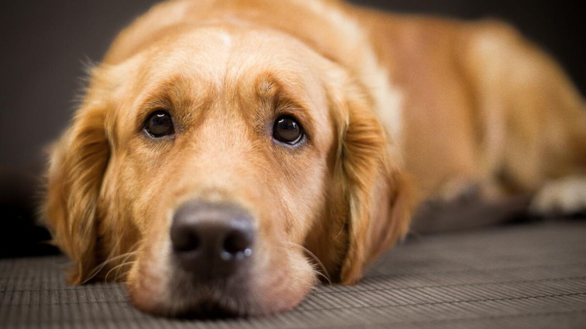 Nach dem Tod ihres Hundes: Überraschender Brief vom Tierarzt