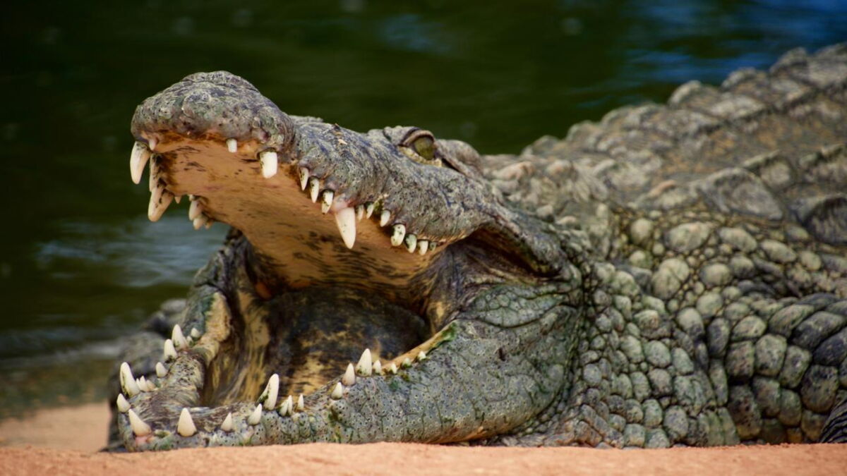 Monster-Kreatur: Mit 120 Jahren ist Cassius das weltweit längste ...