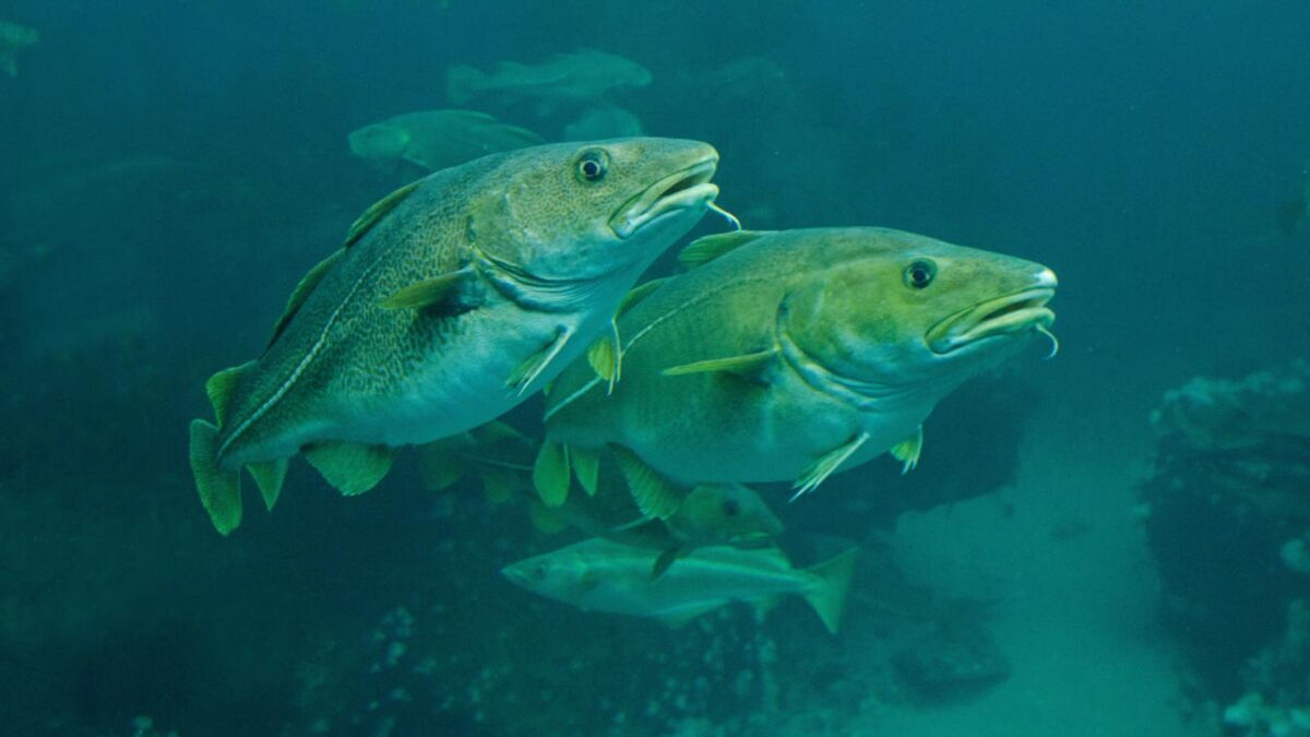 "Hochdramatische" Entdeckung in der Ostsee: Der Dorsch ist in Gefahr