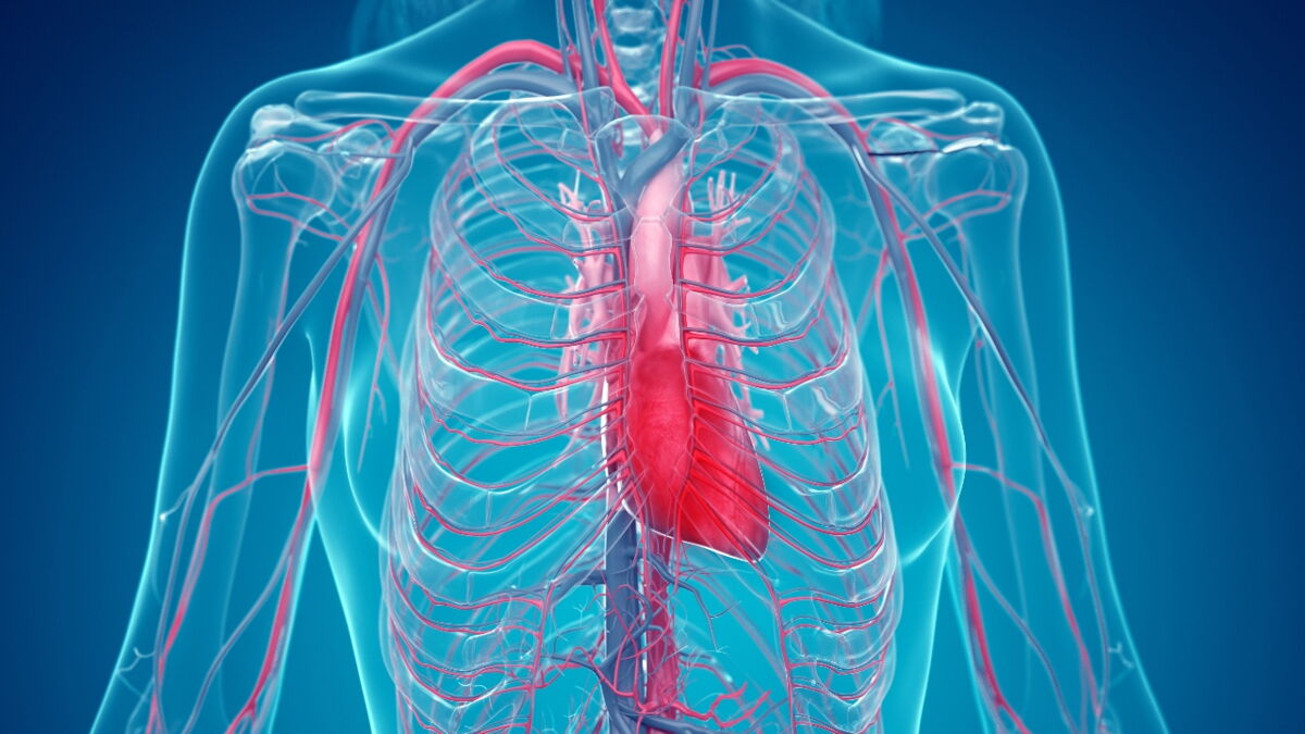 Aorta: Die Hauptschlagader ist jetzt offiziell auch ein Organ