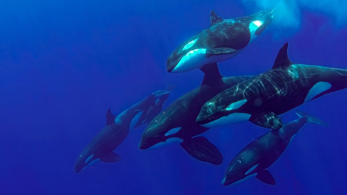 Tödliche Orca-Attacke vor Australiens Westküste: Touristen-Gruppe ...