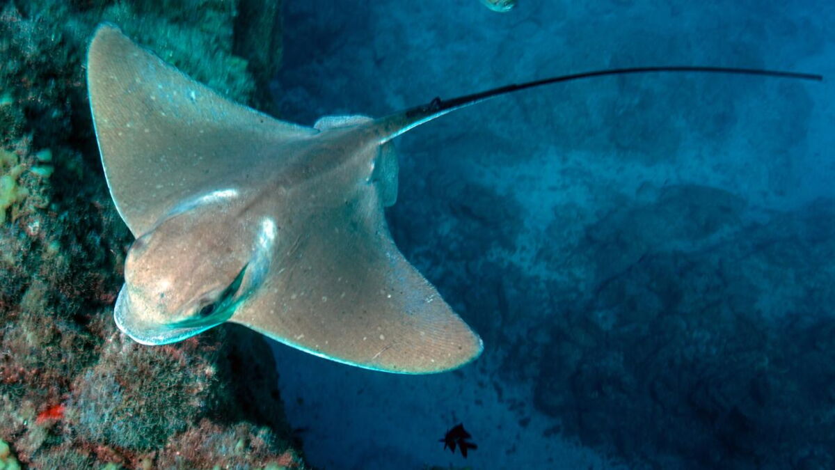 Rochen-Weibchen schwanger, dabei lebt sie allein
