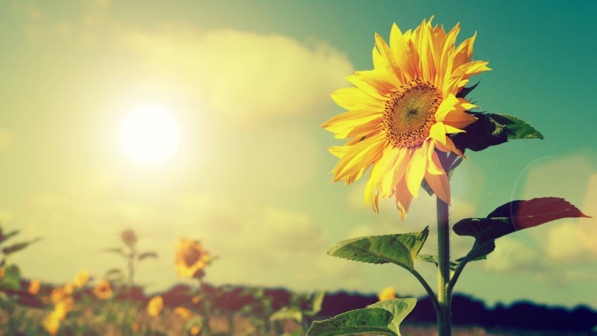 Warmwetterfront im Mai: Experten prognostizieren sommerliche Temperaturen