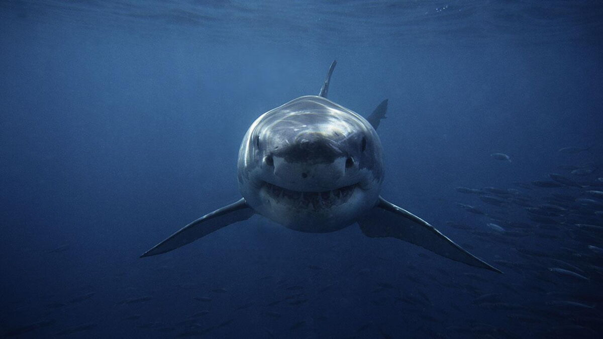 20.000 Meilen unter dem Meer: U-boot filmt mysteriösen Tiefsee-Hai