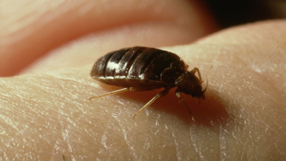 Enorme Wanzenplage: Diese wird sogar für Schädlingsbekämpfer zum Graus ...