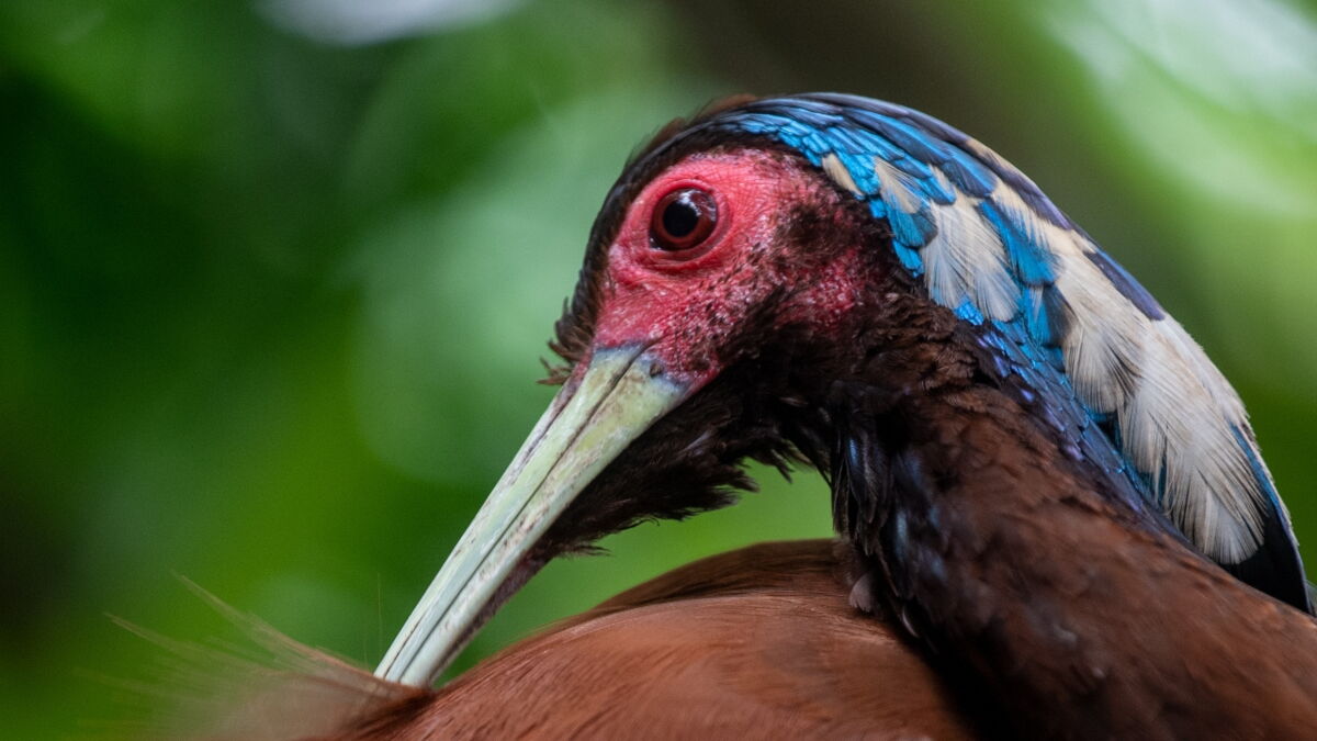 Tiere: Diese 10 Tierarten sind die seltensten der Welt