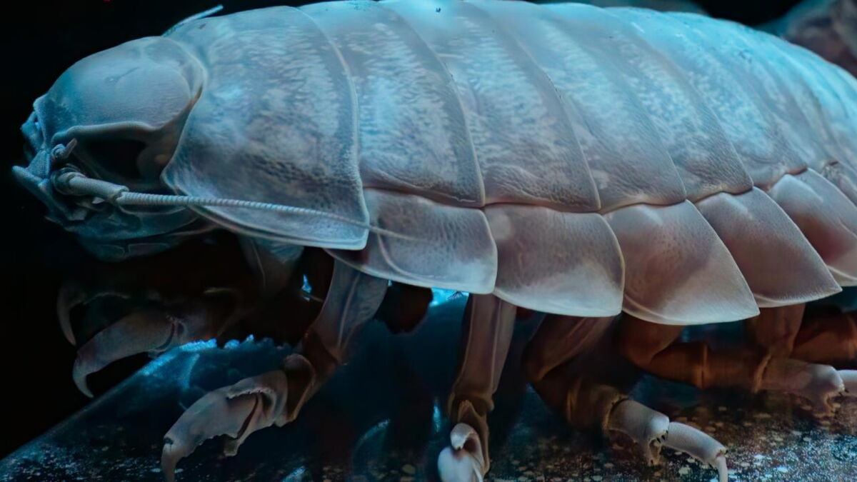 Horror-Meereskreatur entdeckt: Sie könnte Alligatoren verschlingen