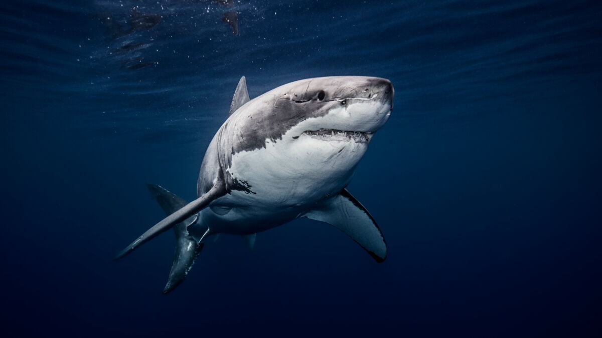Ein riesiger Hai wird von einer Gruppe Orcas bei lebendigem Leib ...