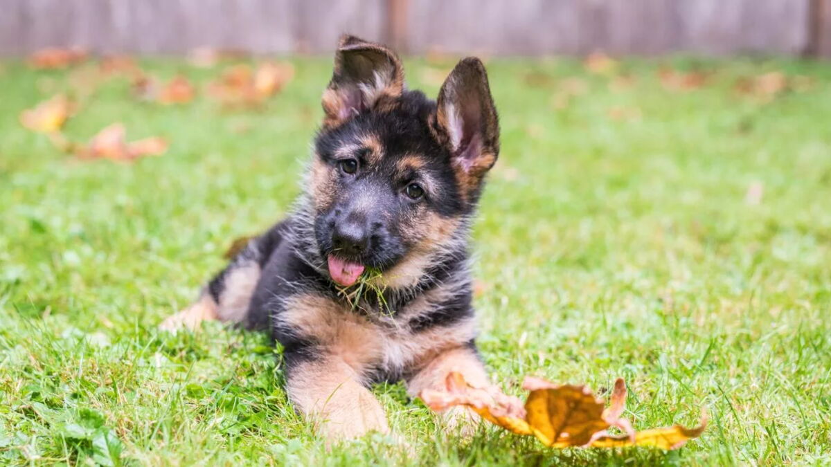 Welpe wird zum Internetstar: Dieser Hund legt showreifen Auftritt hin
