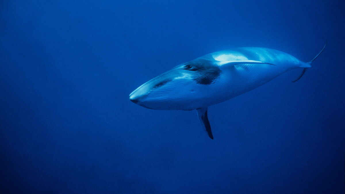 Der einsamste Wal der Welt: Ein hybrider Wal, der von seinen ...