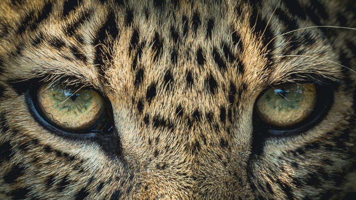 Große Katze mit besonderem Fell: Das Raubtier, das in freier Wildbahn ...