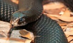 Frau lässt ihre Python ins Bett: Dann macht sie eine furchtbare Entdeckung