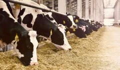 Trisomie 21 beim Tier: Deshalb erkranken nur bestimmte Tierarten am ...