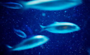 Entdeckung - Spannende Facts und Storys aus der Wissenschaft