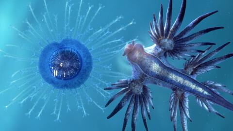 "Blauer Drache" macht das Mittelmeer unsicher: So gefährlich ist er für ...