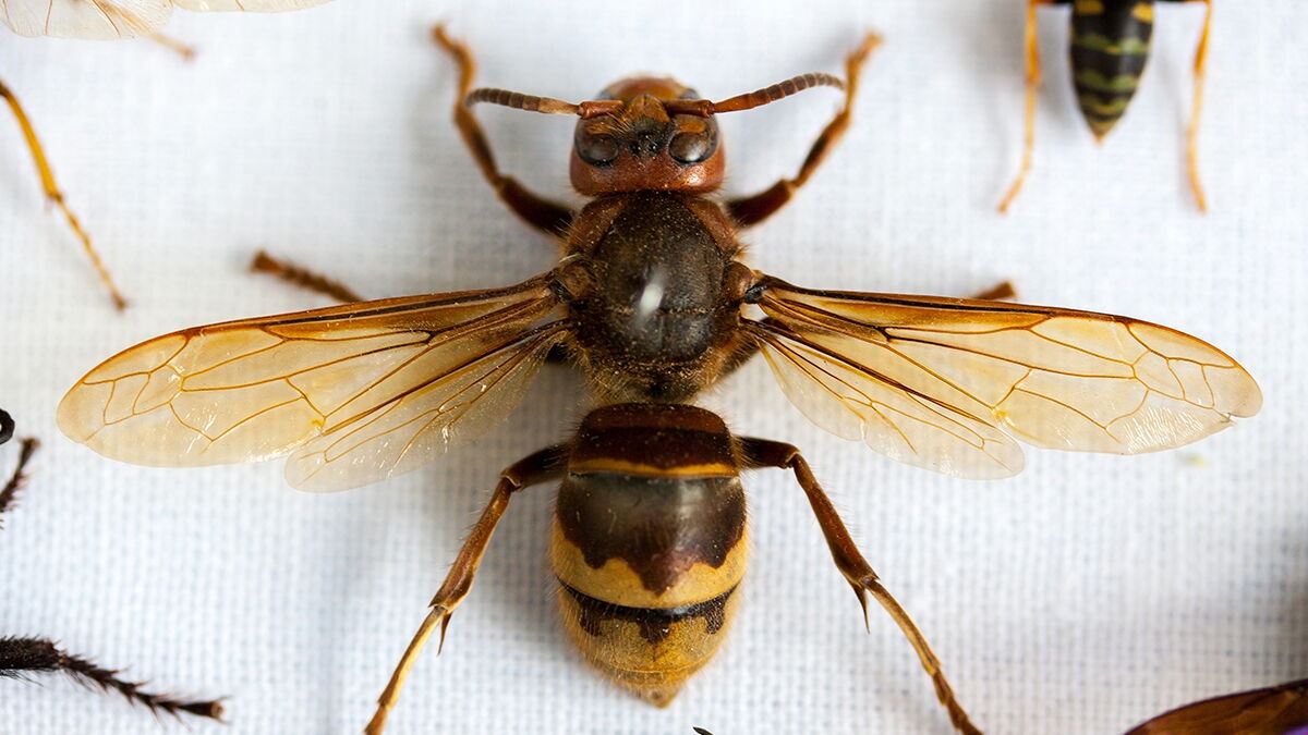 Perfekt konserviert in Bernstein: Eine 100 Millionen Jahre alte Biene ...