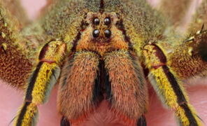 Edle Kugelspinne verbreitet sich rasend: Ein Biss kann bis zur ...