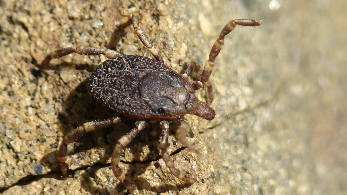 Sie jagt ihre Opfer: Tropische Monster-Zecke ist fünfmal größer und ...