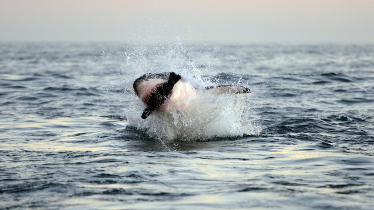 Ein 2 Meter großer Hai springt auf die Windschutzscheibe eines Bootes ...