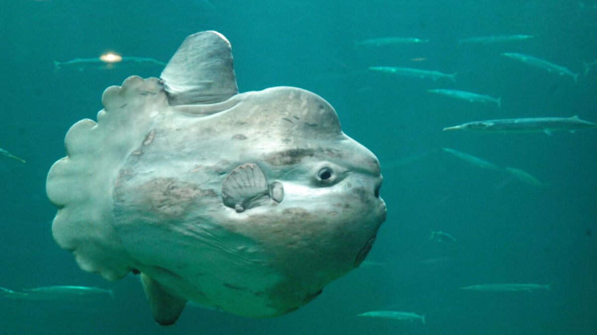 3 Tonnen schwer und 3 Meter groß: Forschende entdecken größten ...