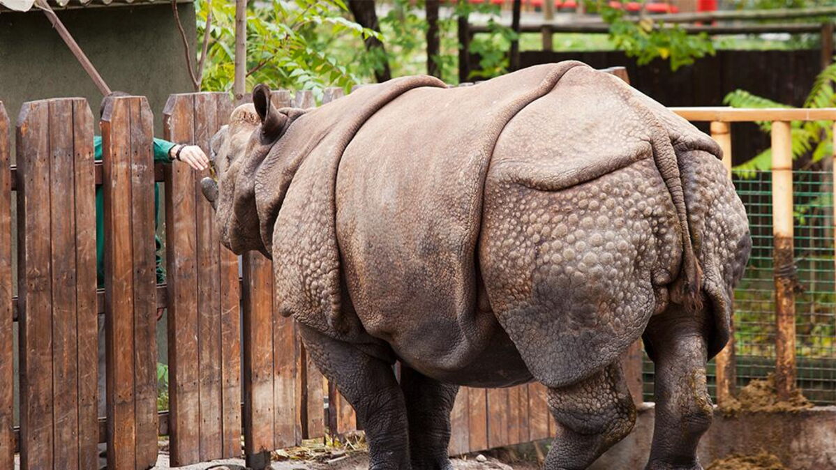 Zoopfleger fassungslos: Sie können nicht glauben, was Besucher mit ...
